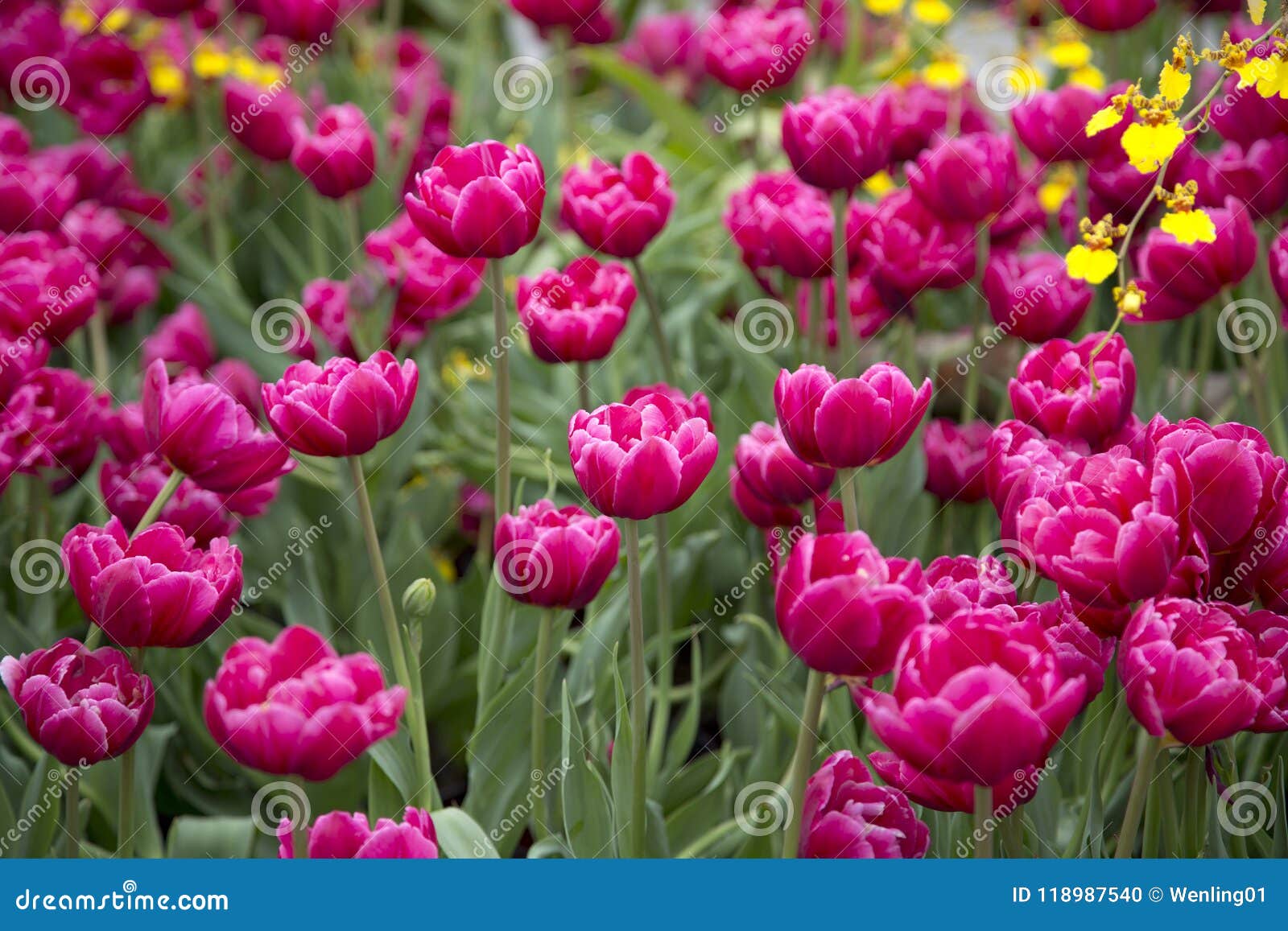 Colorful Spring Tulip Field Background Stock Photo - Image of tulips ...