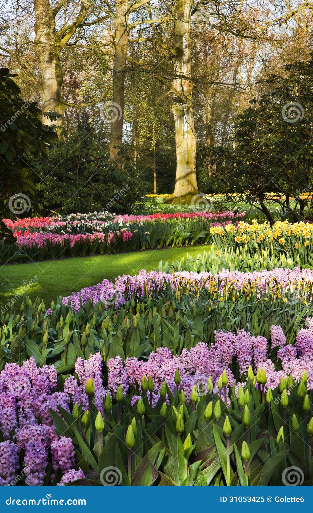 Colorful Springflowers in Park Stock Image - Image of color, gardens ...