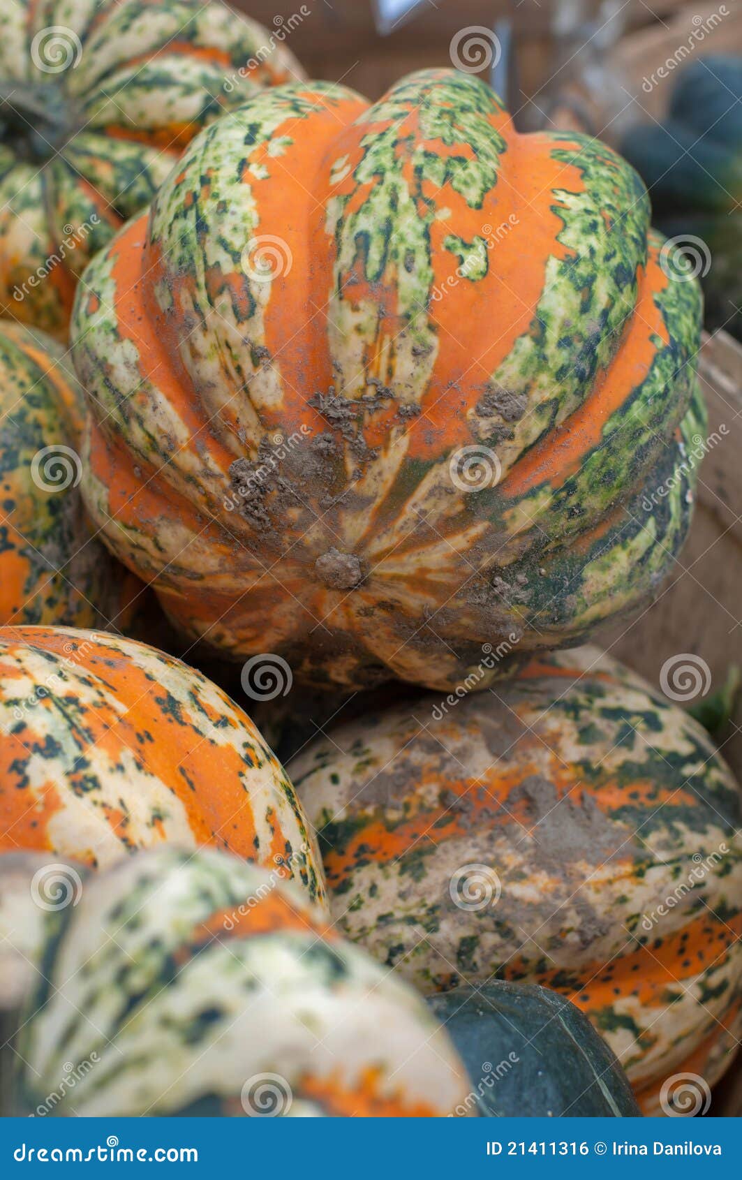 Colorful squash stock photo. Image of pile, stack, autumn - 21411316