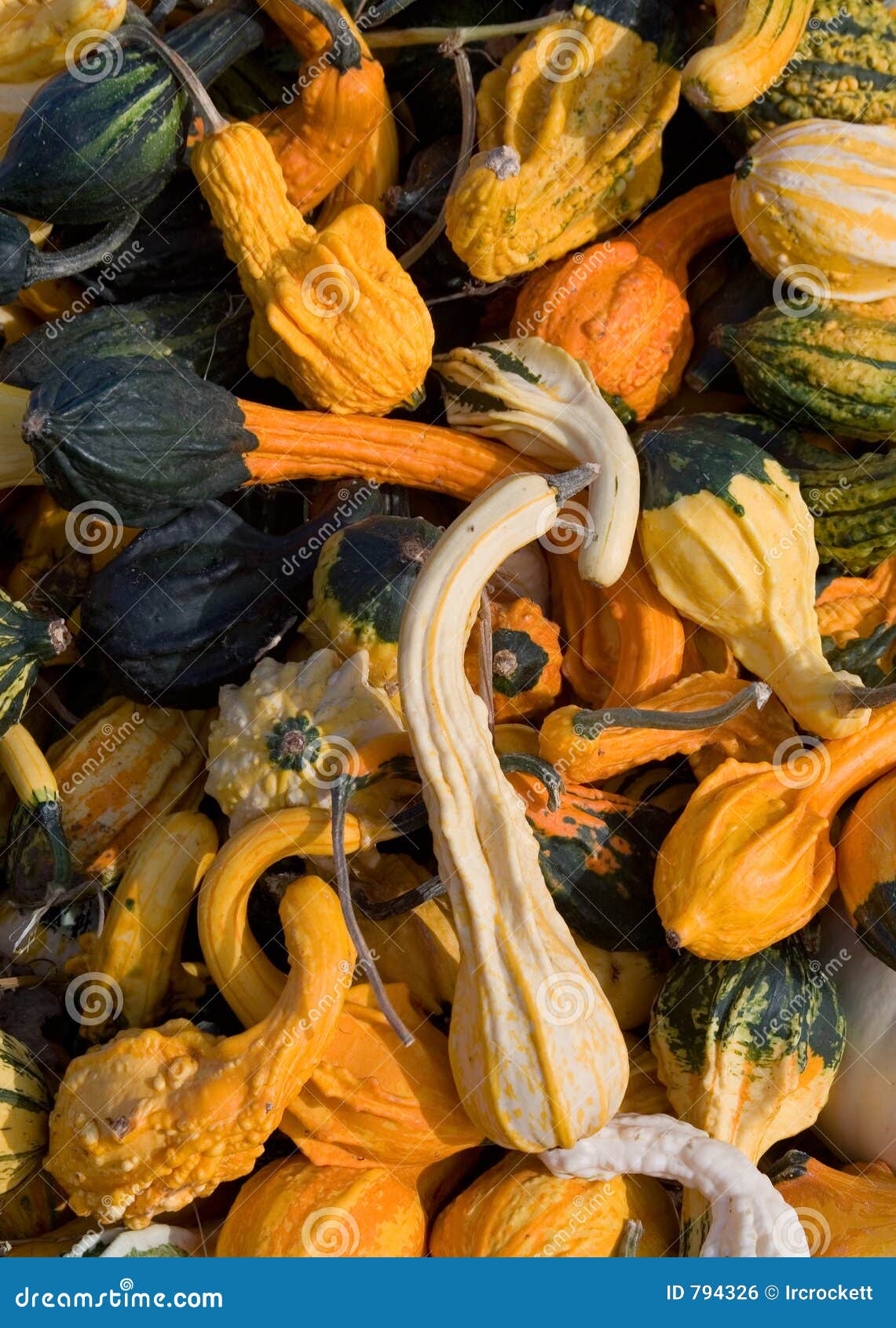 Colorful Squash stock photo. Image of agriculture, green - 794326