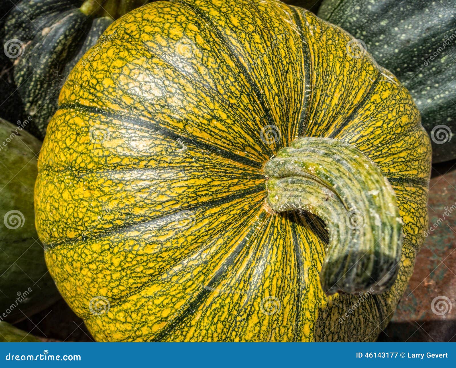Colorful Squash stock image. Image of agriculture, colorful - 46143177