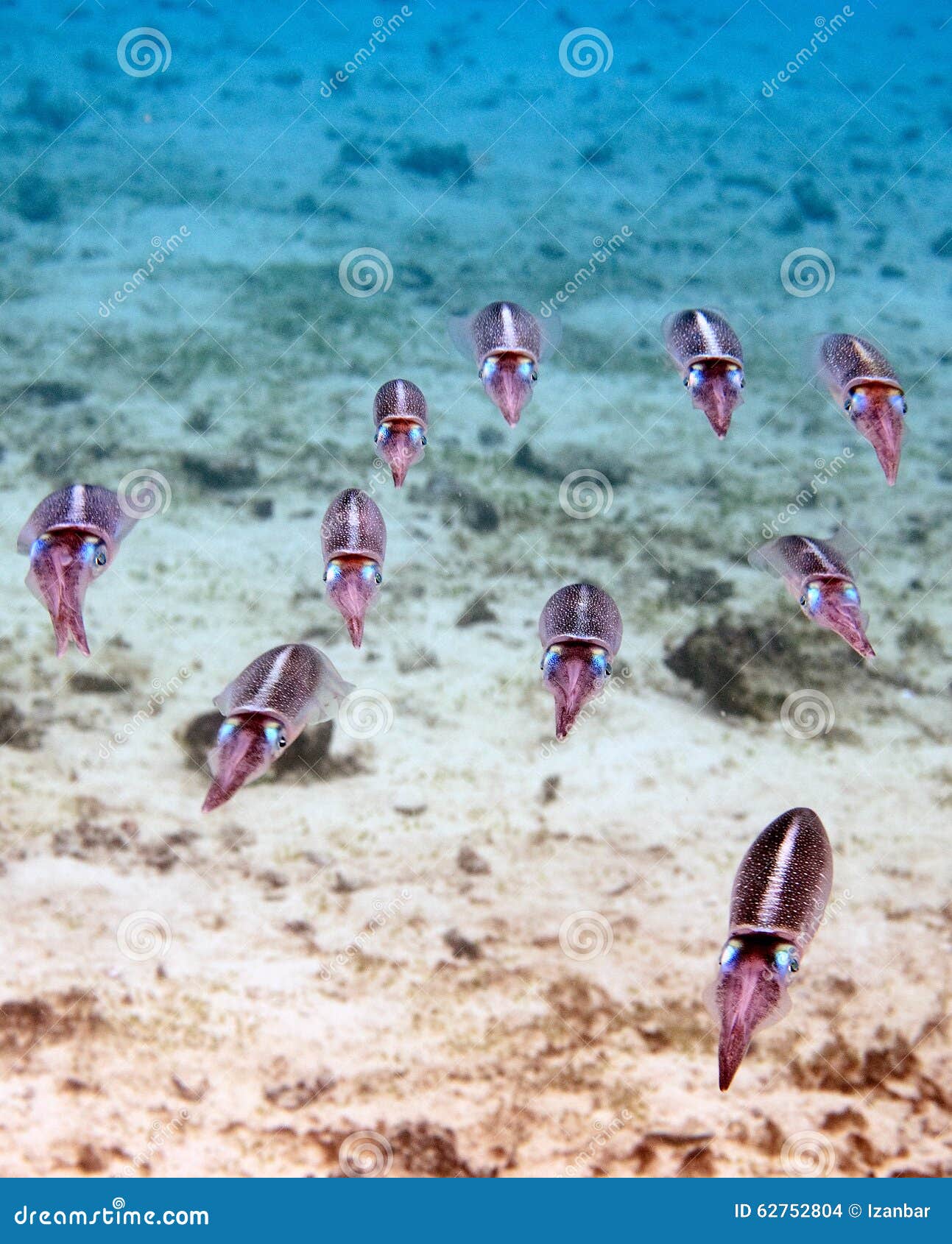 Colorful Squid Cuttlefish Flamboyant Underwater Royalty-Free Stock ...