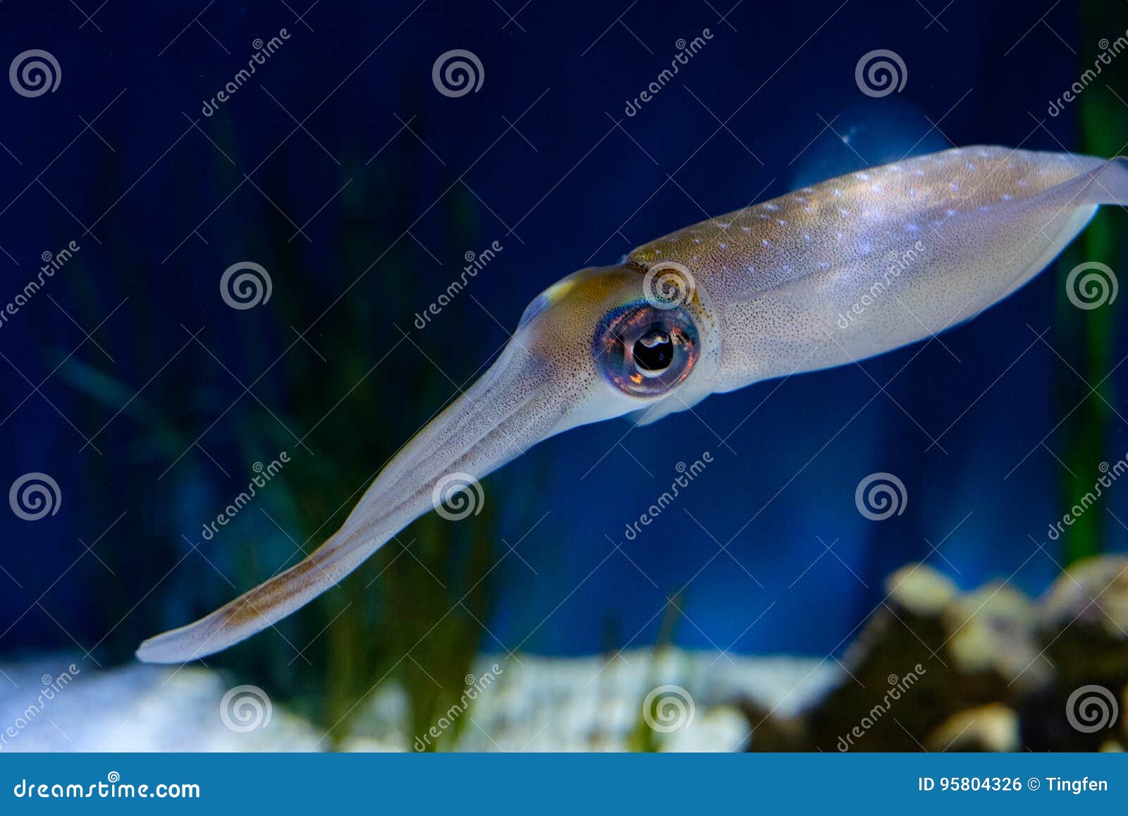 Colorful Squid Cuttlefish Flamboyant Underwater Royalty-Free Stock ...
