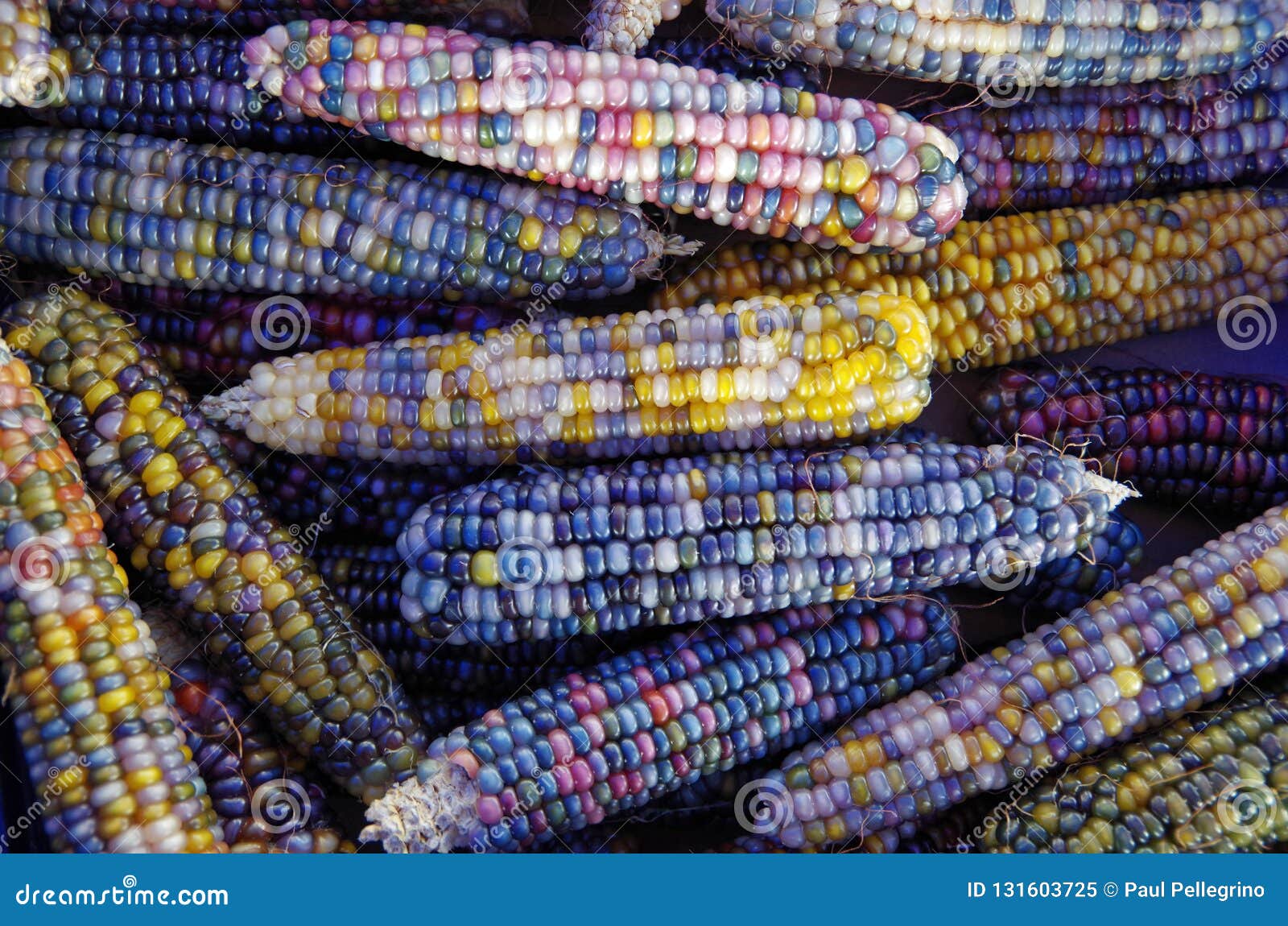Colorful Stack of Indian Corn Husks Stock Image - Image of multicolored ...
