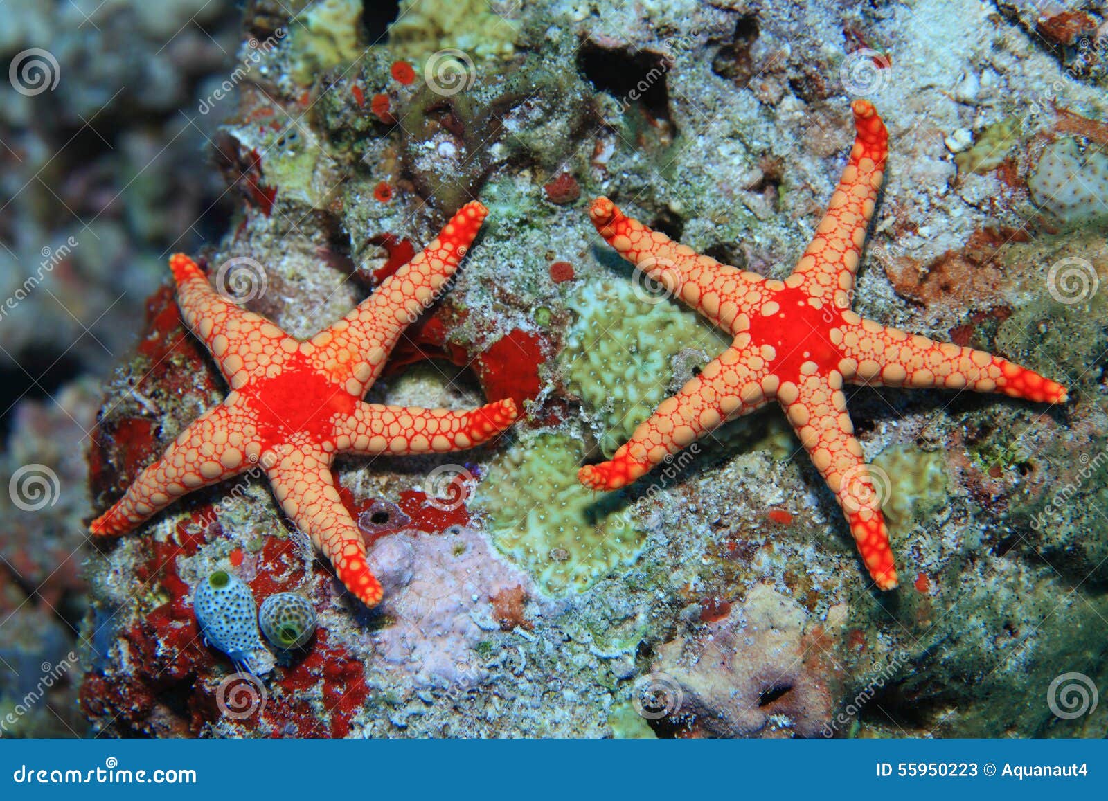 Colorful starfish stock image. Image of marine, ocean - 55950223