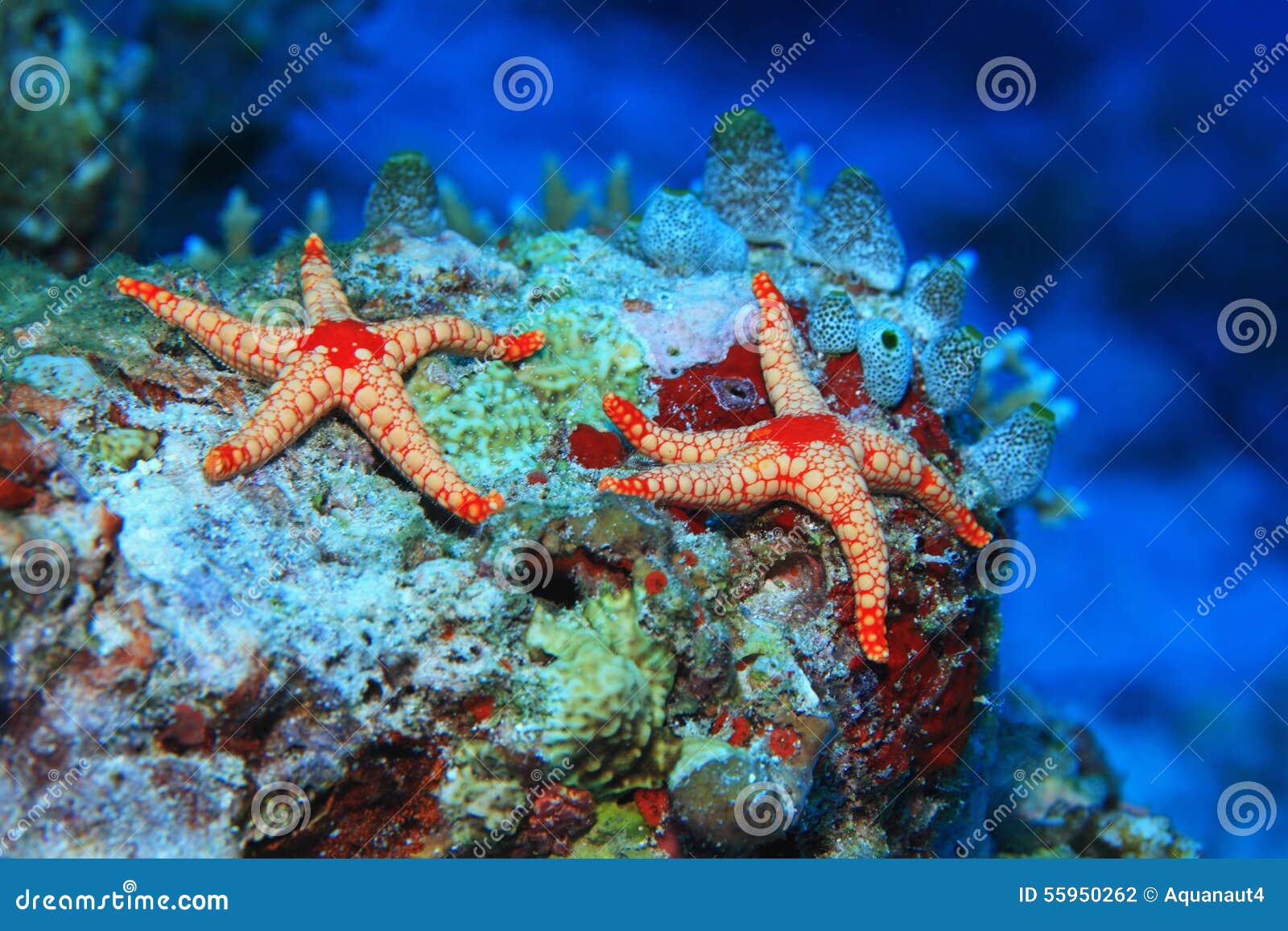 Colorful starfish stock photo. Image of diversity, nature - 55950262