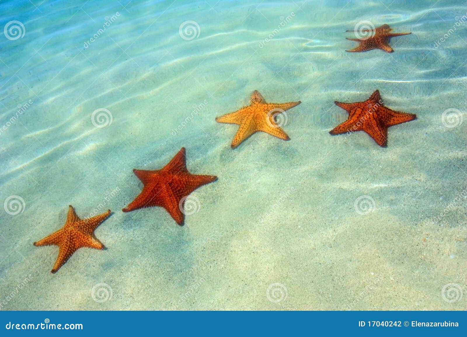 Colorful Starfish in the Water Stock Photo - Image of haiti, caribbean ...