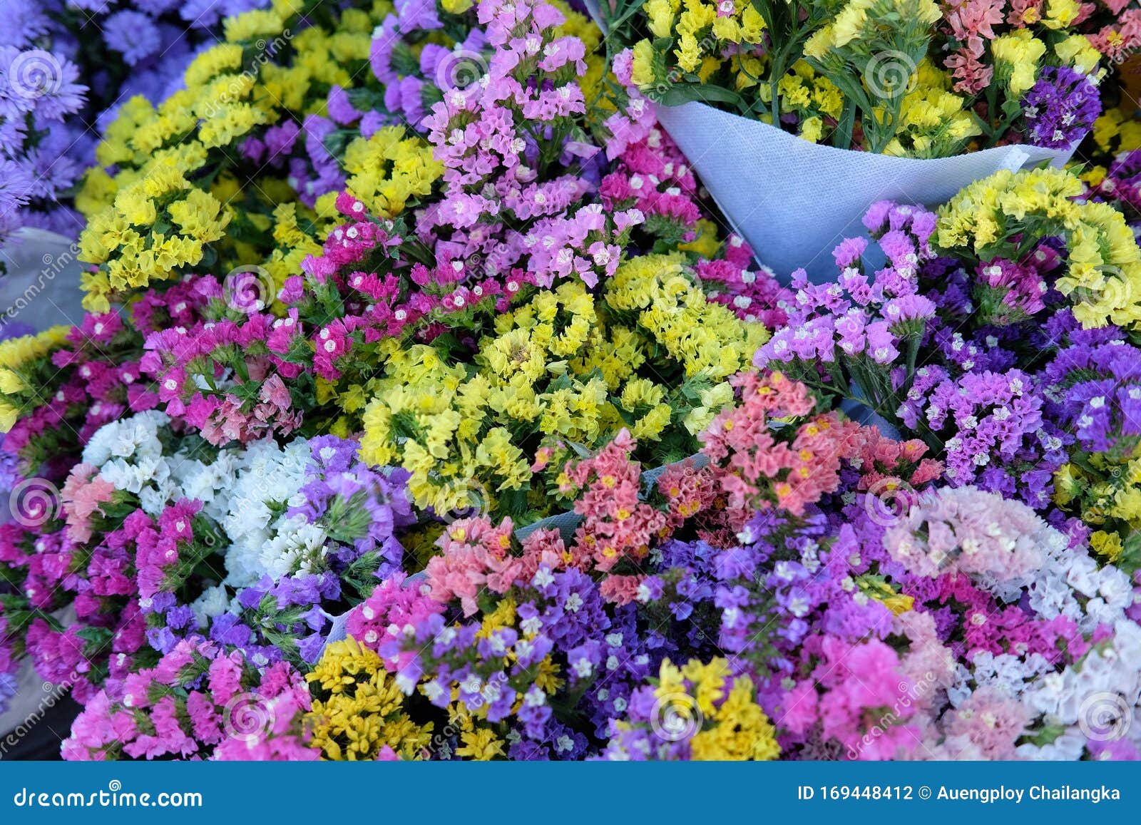 Colorful statice flower stock photo. Image of purple - 169448412