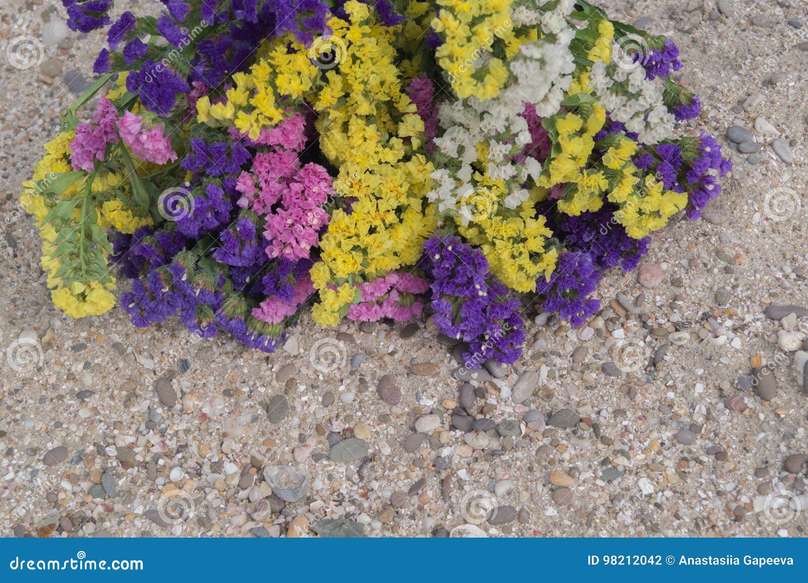 Colorful Statis Flowers are Located on Top of Sandy Beach. Stock Photo ...