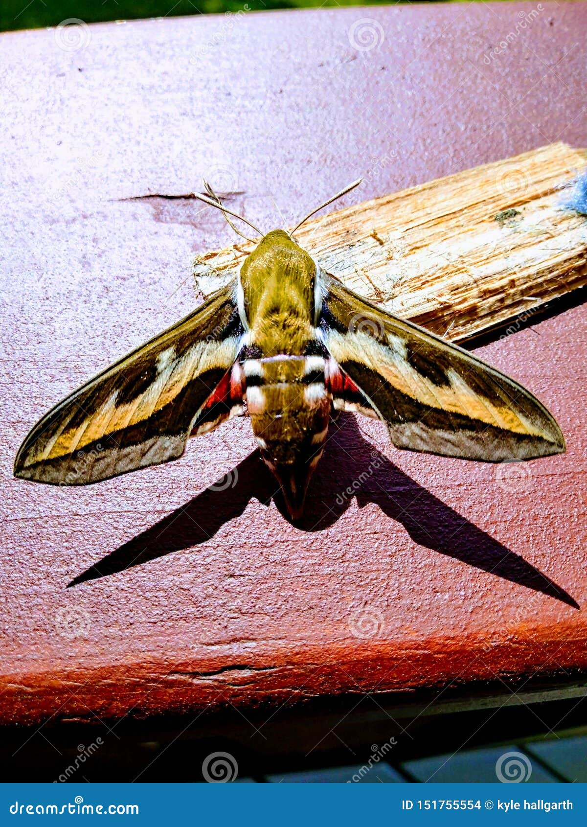 Colorful still moth stock photo. Image of colorful, colors - 151755554