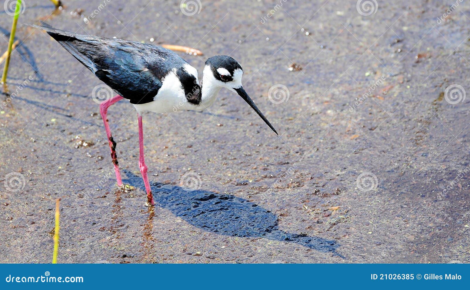 Colorful Stilt Bird stock image. Image of creature, outdoors - 21026385