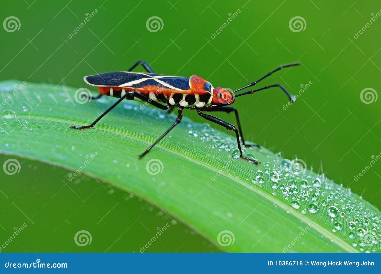 Colorful Stink Bug in the Park Stock Photo - Image of creature, tree ...