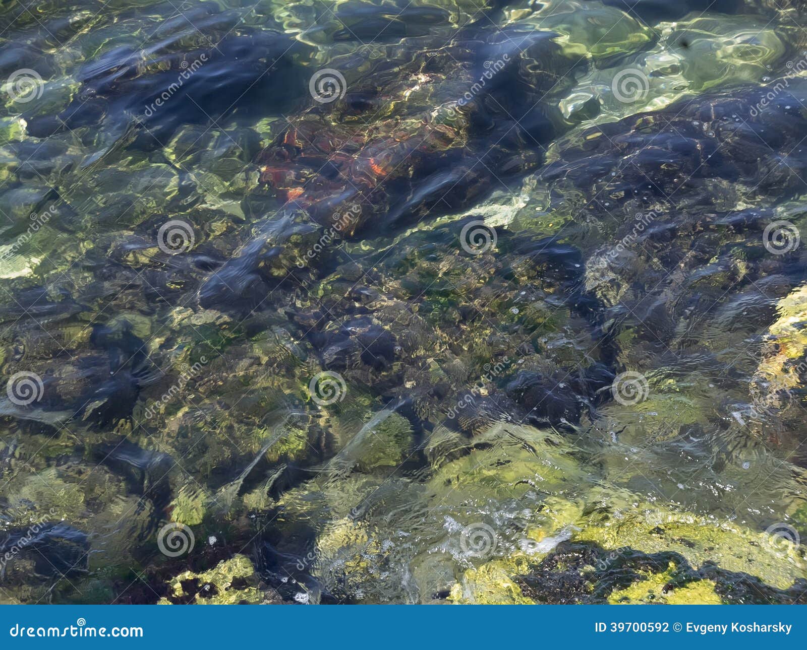 Colorful stones in water stock photo. Image of closeup - 39700592