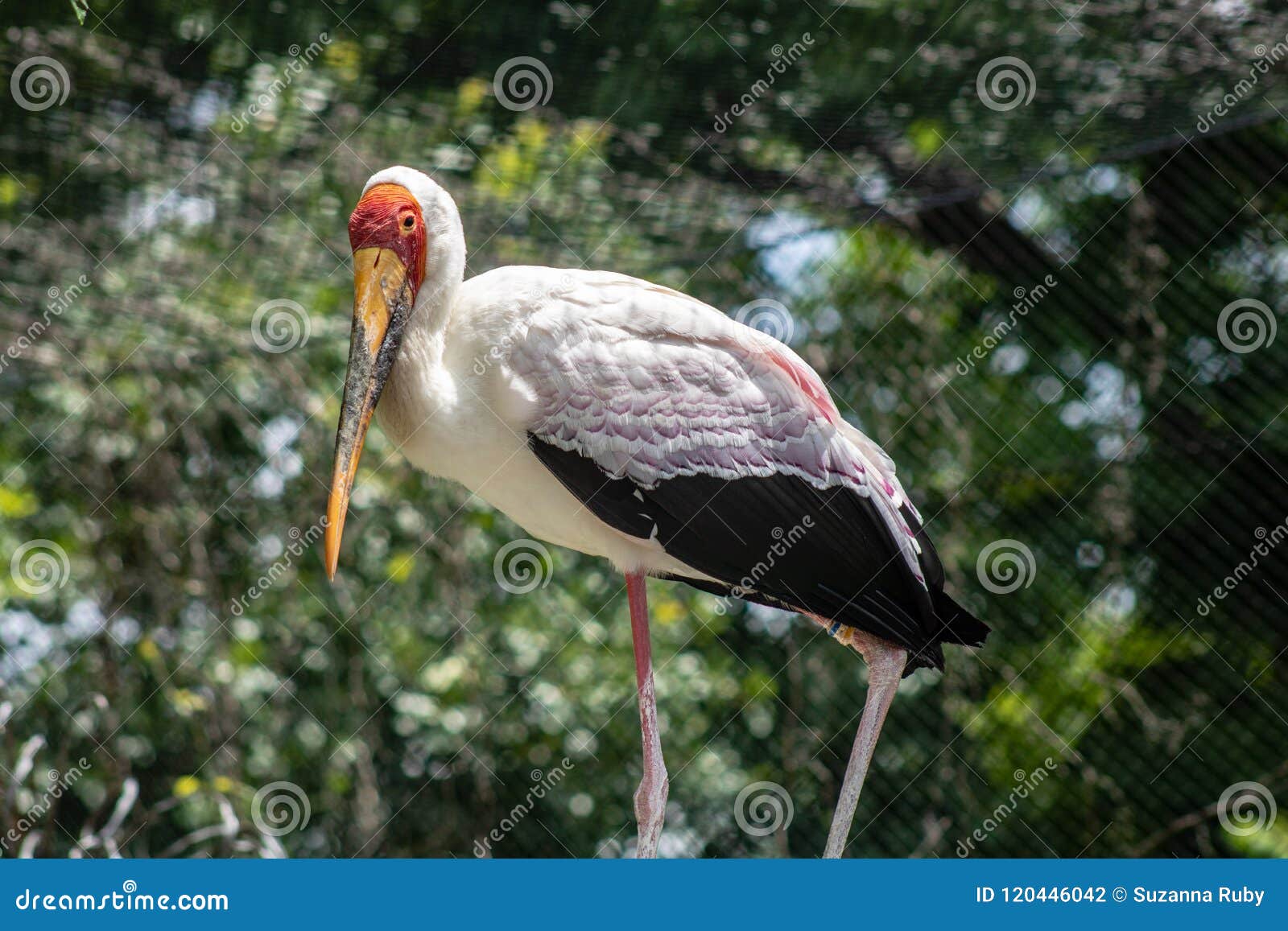 Colorful stork stock photo. Image of large, colorful - 120446042