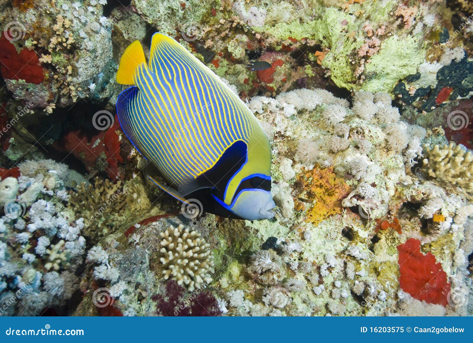 Colorful Striped Tropical Emperor Angelfish. Stock Image - Image of ...