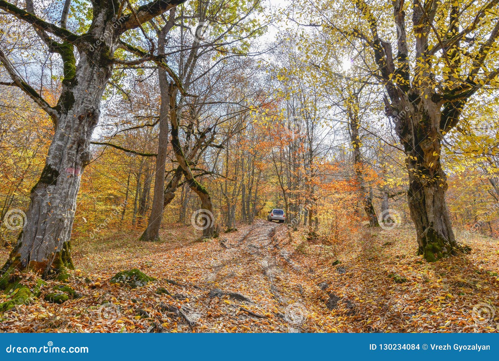 Colorful Stunning Autumn Forest Landscape in October Stock Photo ...