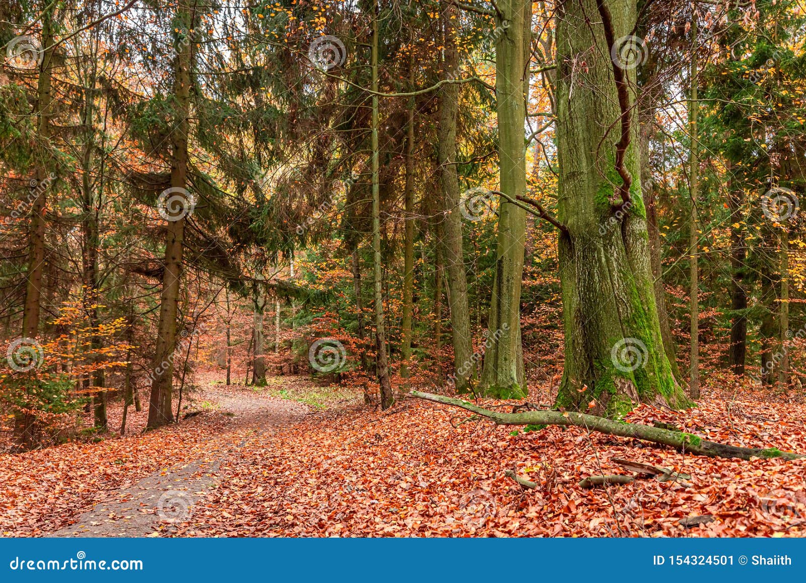 Colorful and Stunning Autumn Forest in Poland Stock Image - Image of ...