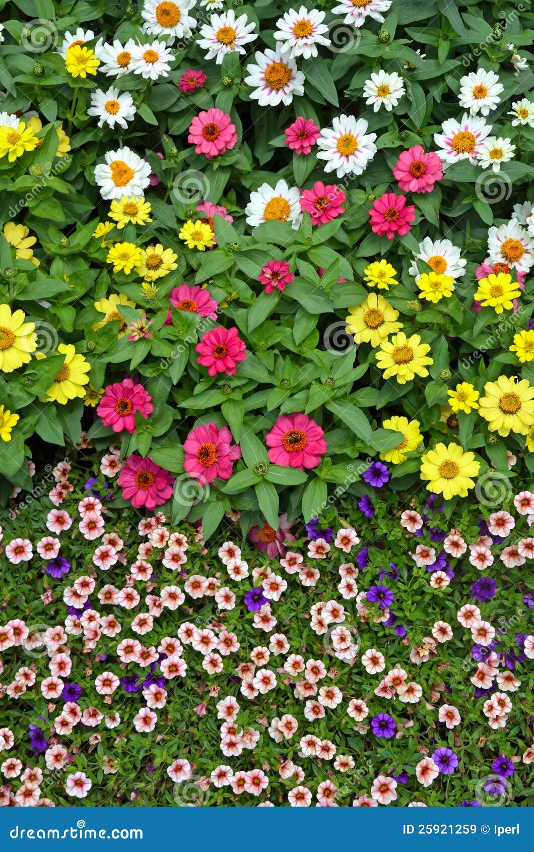 Colorful summer flowers stock image. Image of flowers - 25921259