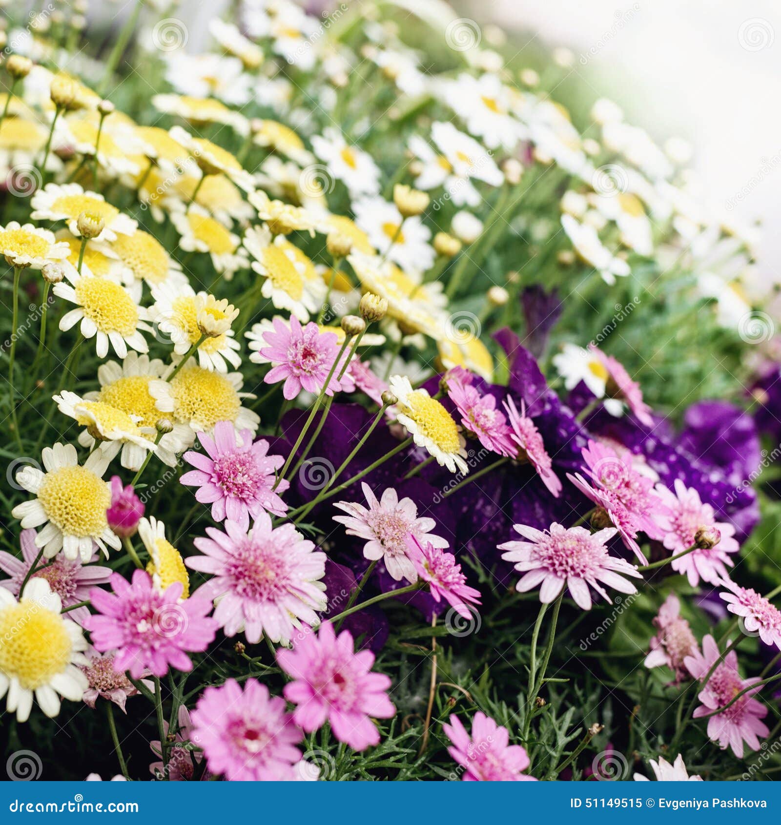 The Colorful Summer Flowers Stock Image - Image of osteospermum ...
