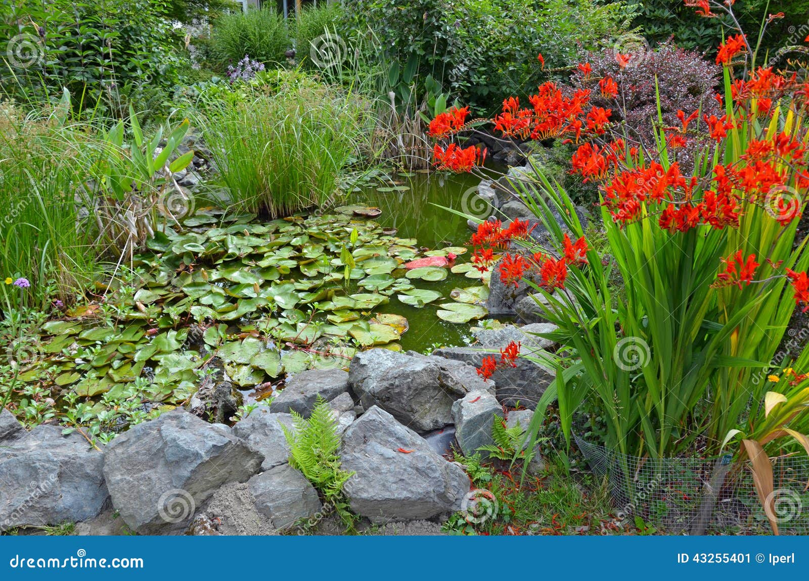 Colorful Summer Garden Pond Stock Image - Image of springtime, flora ...
