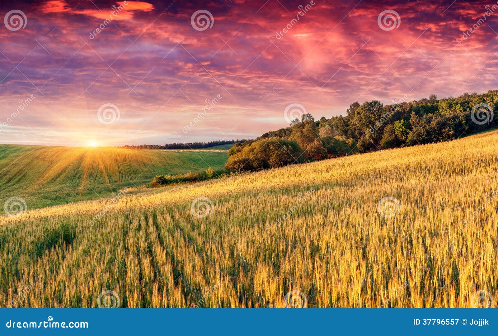 Colorful summer landscape stock image. Image of leaf - 37796557