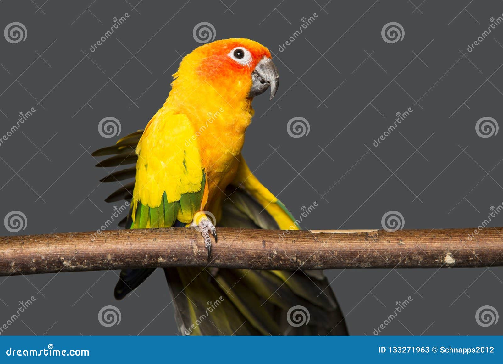 Colorful Sun Conure on a Grey Background Stock Image - Image of grey ...