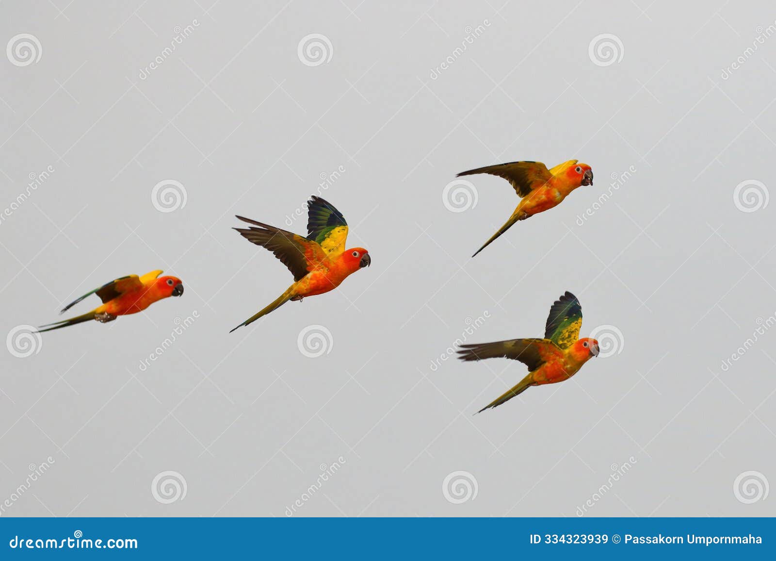 Colorful Sun Conure Parrots Flying in the Sky. Stock Image - Image of ...