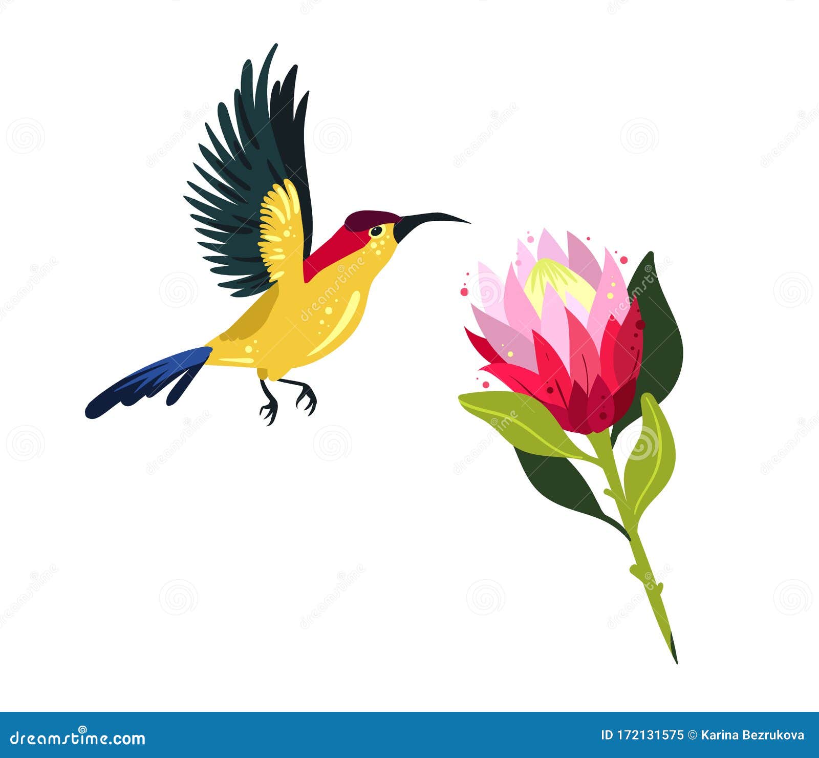 Sunbird Vector Seamless Pattern, Bird Family Nectariniidae Of Passerine ...