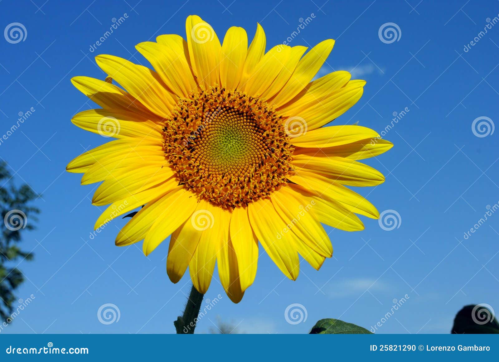 Colorful sunflower stock photo. Image of close, follow - 25821290