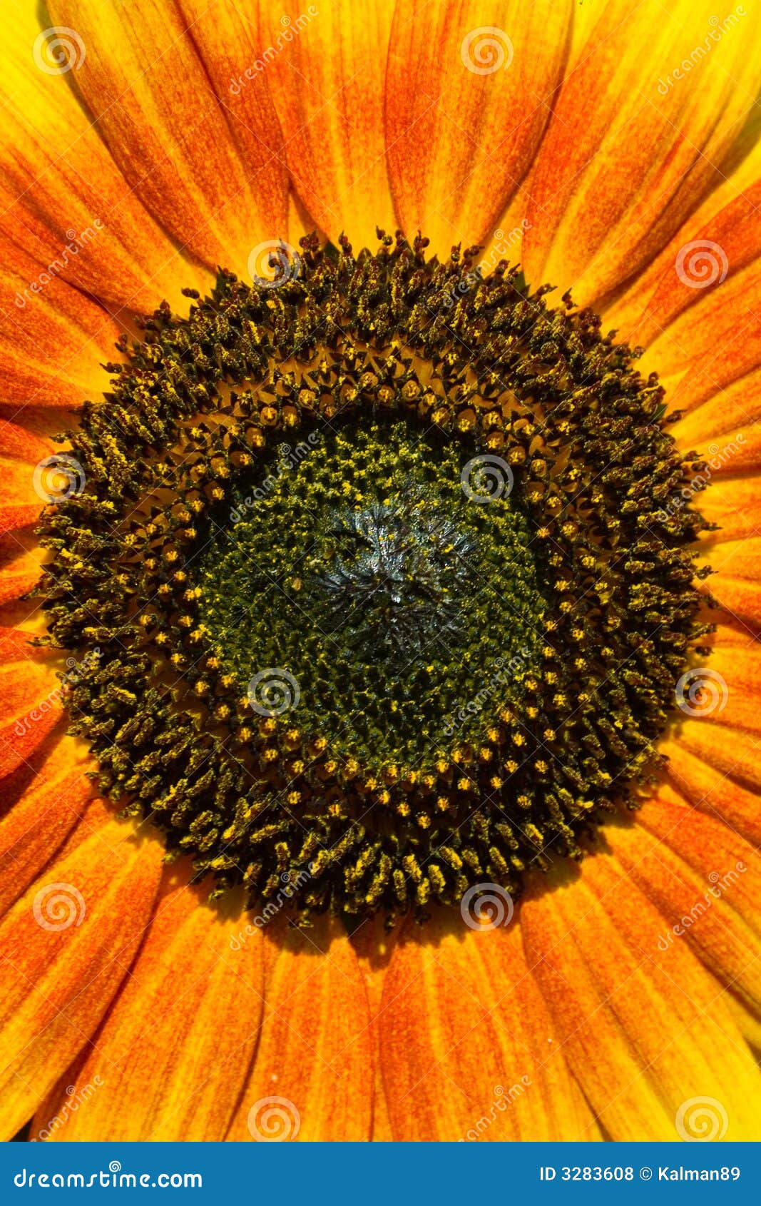 Colorful sunflower stock photo. Image of bright, natural - 3283608