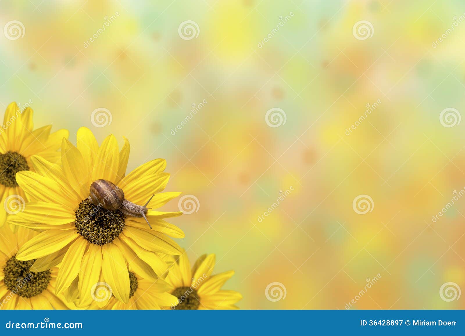 Colorful Sunflower Wind Spinner Decoration With Multi Color Background ...