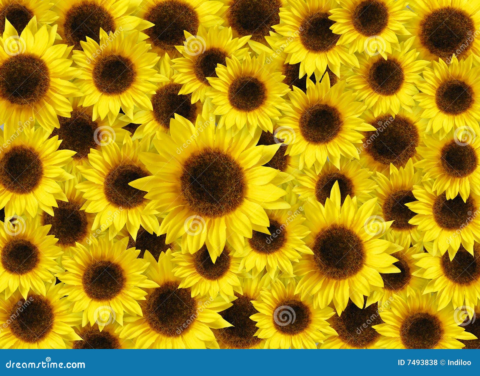 Colorful sunflowers stock photo. Image of beauty, beautiful - 7493838