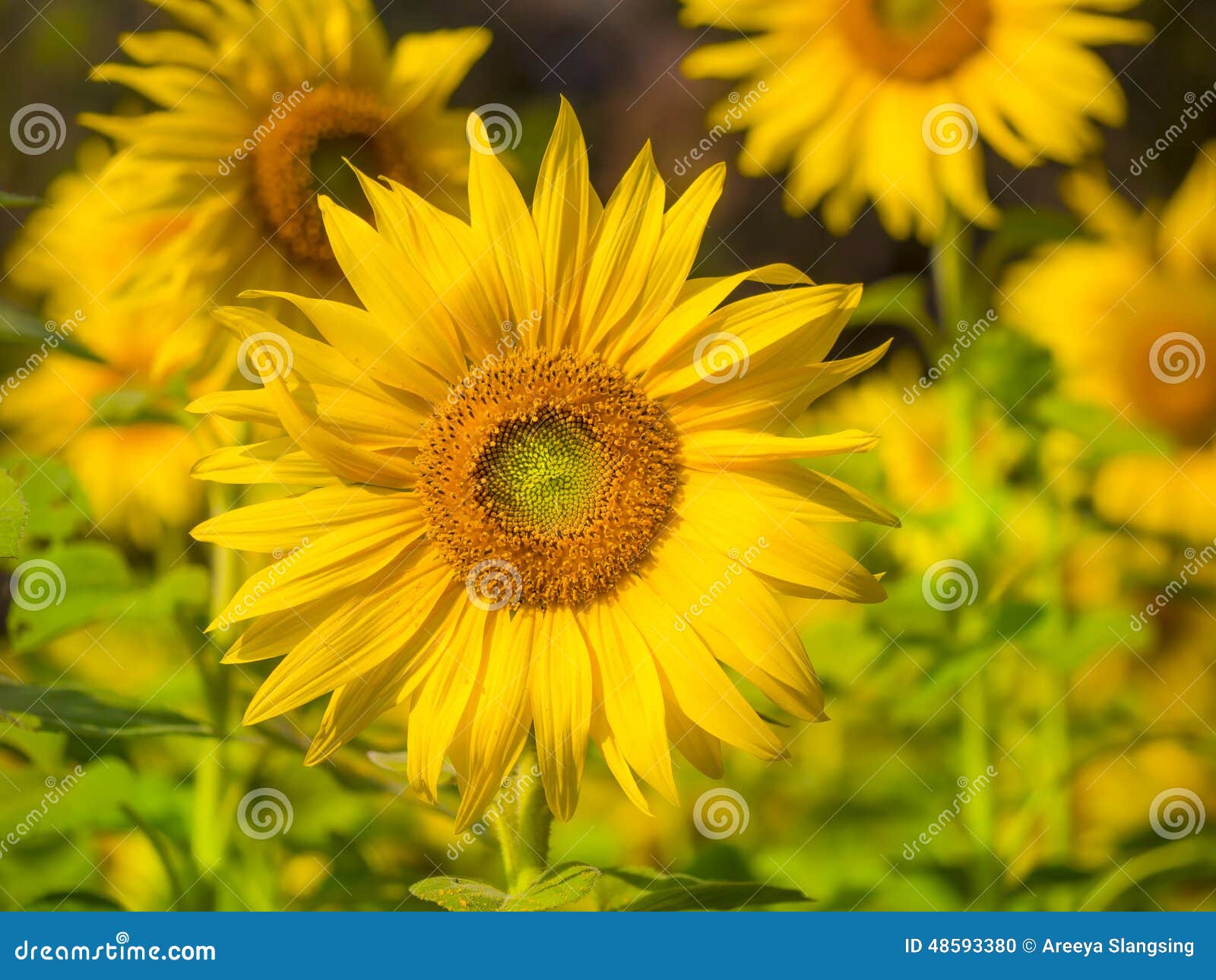 Colorful Sunflowers in Nature Stock Photo - Image of plants, green ...