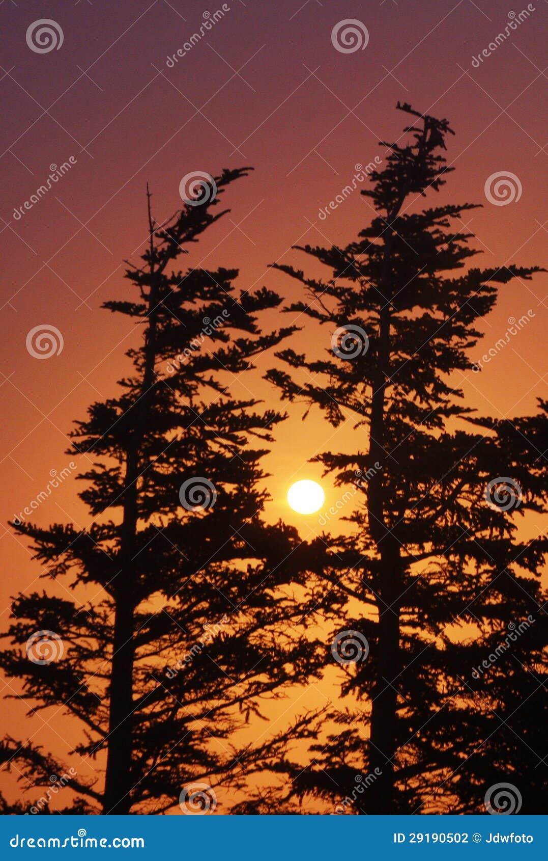 Colorful Sunrise stock photo. Image of tree, colorful - 29190502