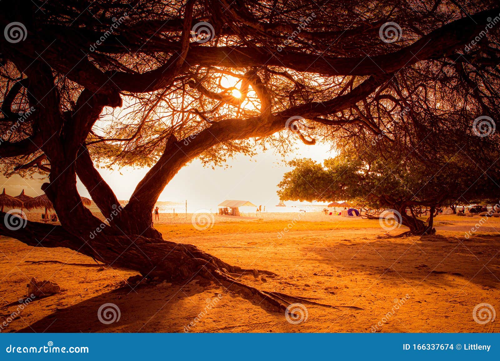 Colorful Sunset Aruba Beach Tree Stock Photo - Image of coast ...