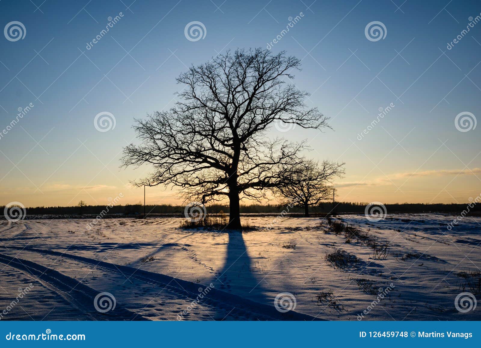 Colorful Sunset Behind Large Tree Stock Photo - Image of nature, water ...