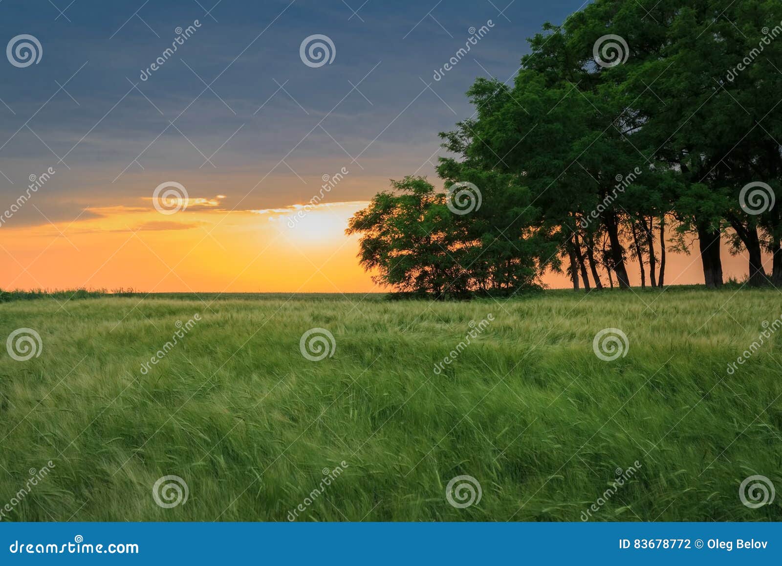 Colorful Sunset Over a Green Field of Wheat Stock Photo - Image of ...
