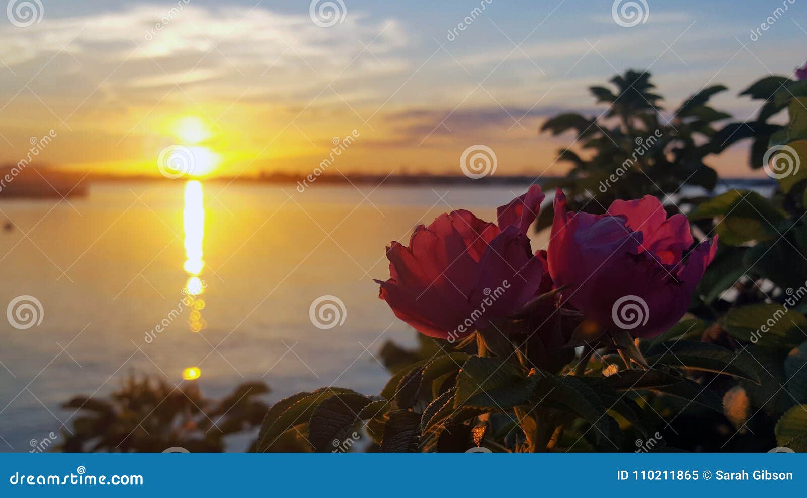 Colorful Sun Set Over River with Reflection and Two Red Roses Stock ...
