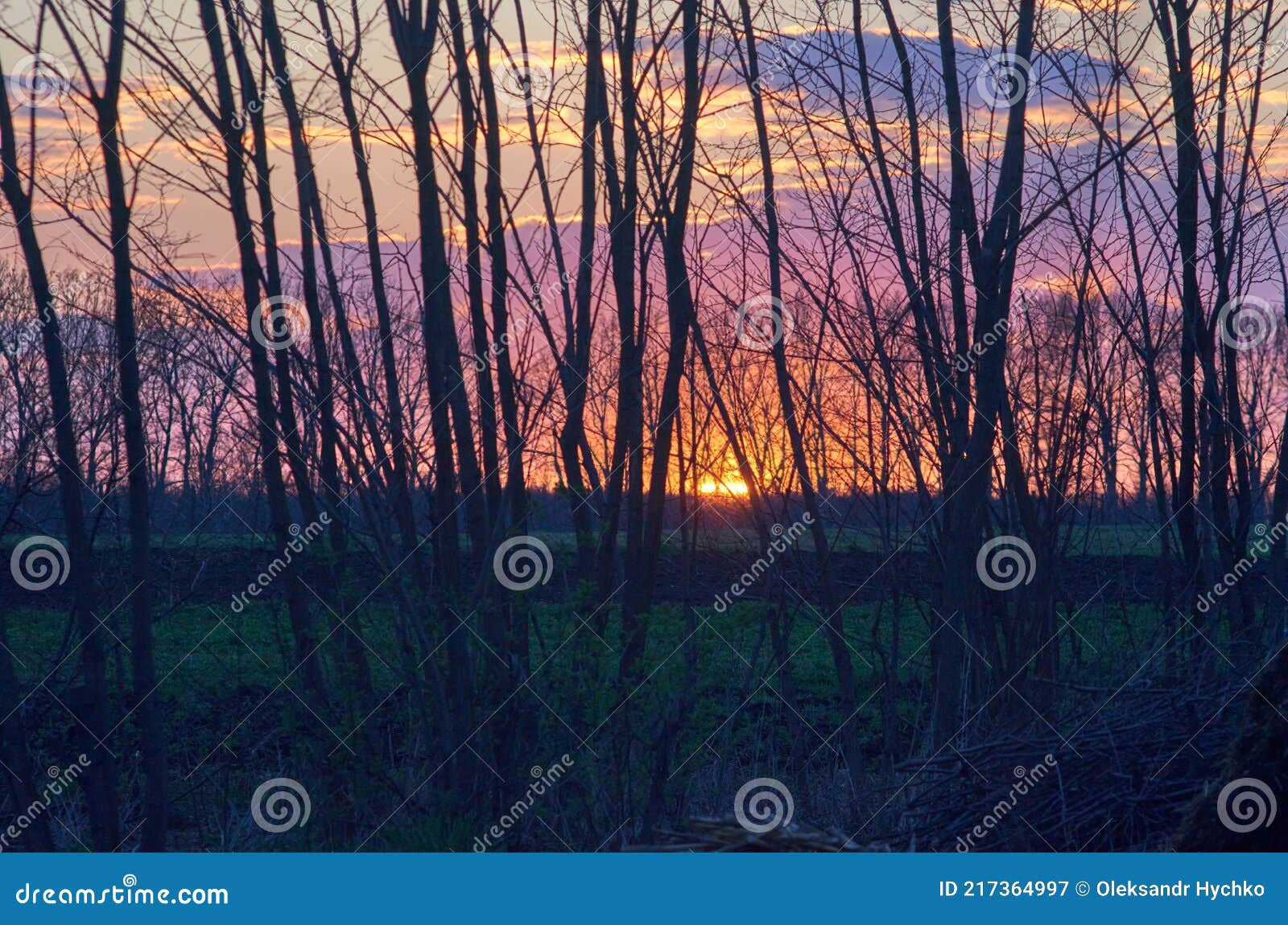 Colorful Sunset Over the Trees Stock Image - Image of natural, wildlife ...