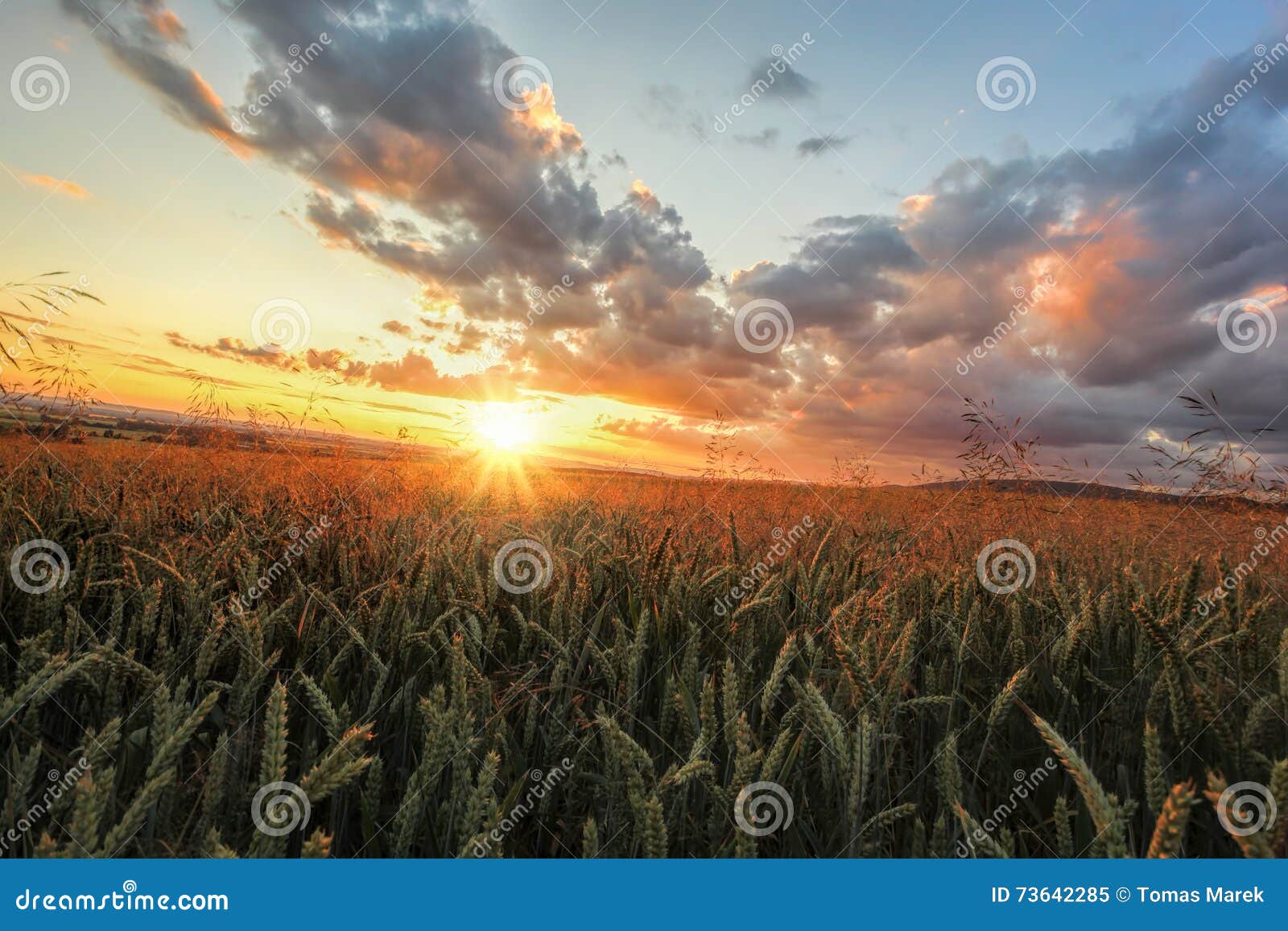 Colorful Sunset Over Wheat Field Stock Image - Image of colorful ...