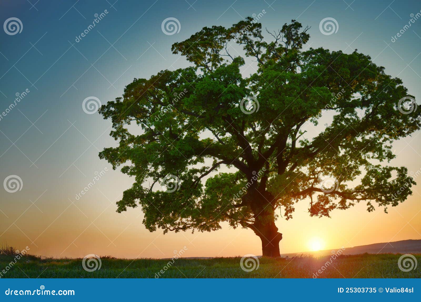 Colorful sunset with tree stock image. Image of scenic - 25303735
