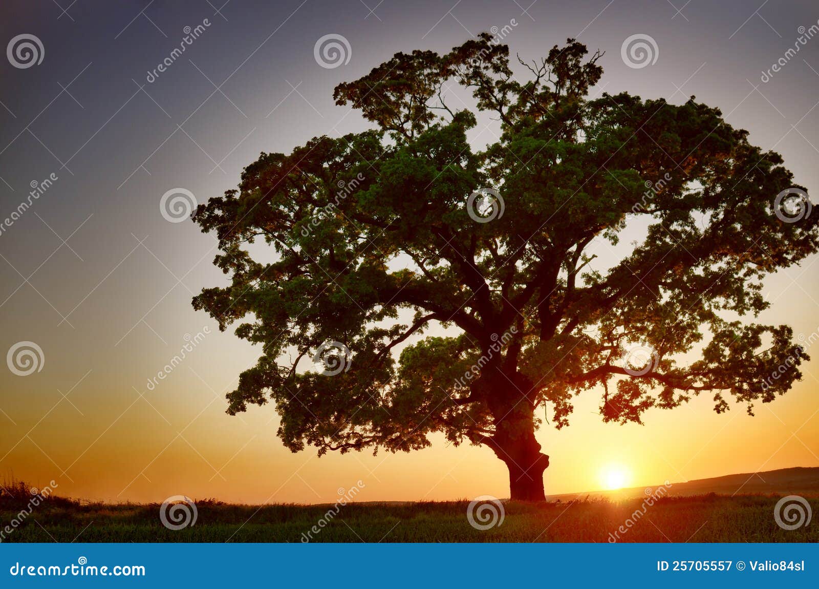 Colorful sunset with tree stock image. Image of park - 25705557