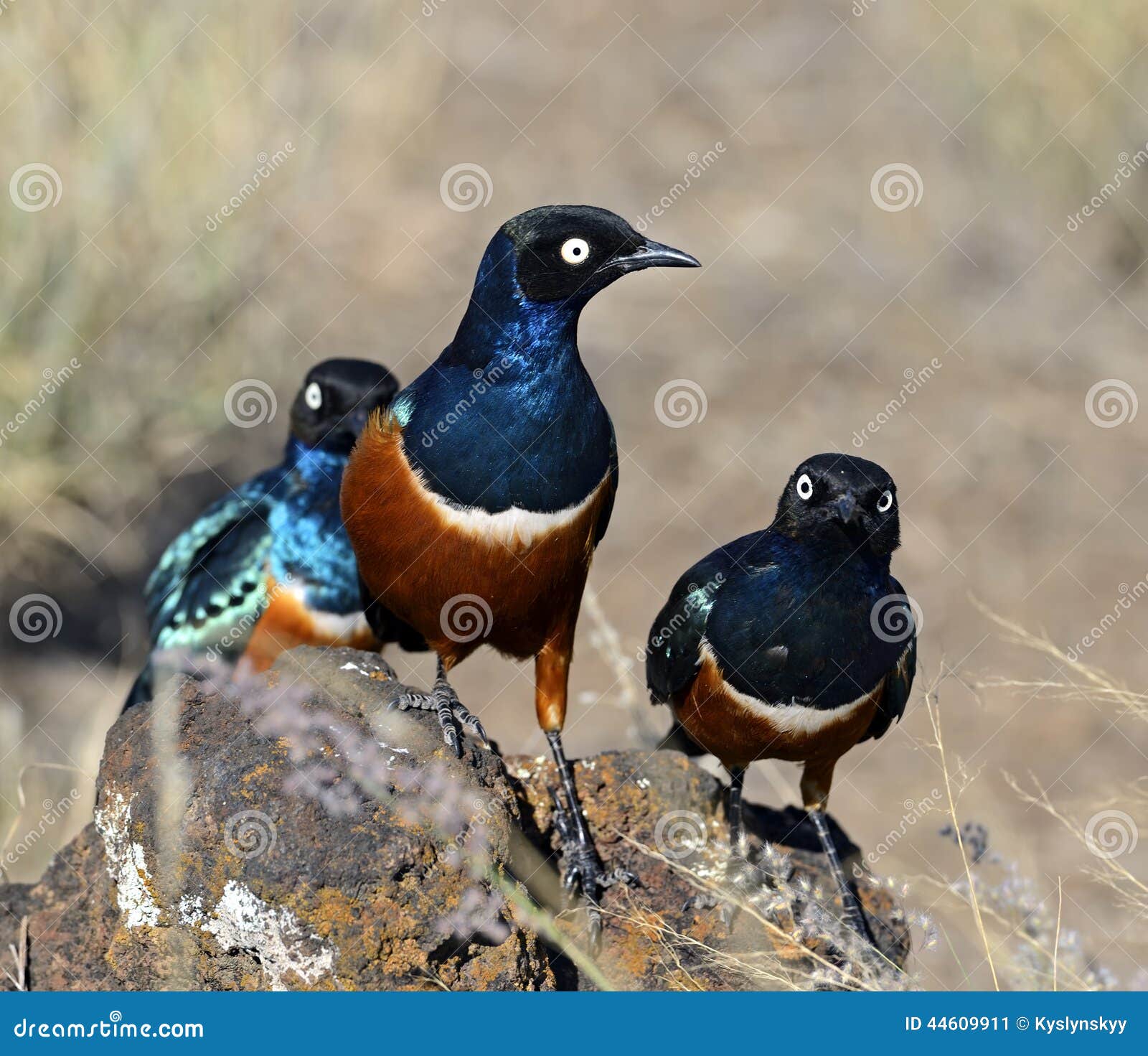 Colorful superb starling stock image. Image of fast, fauna - 44609911