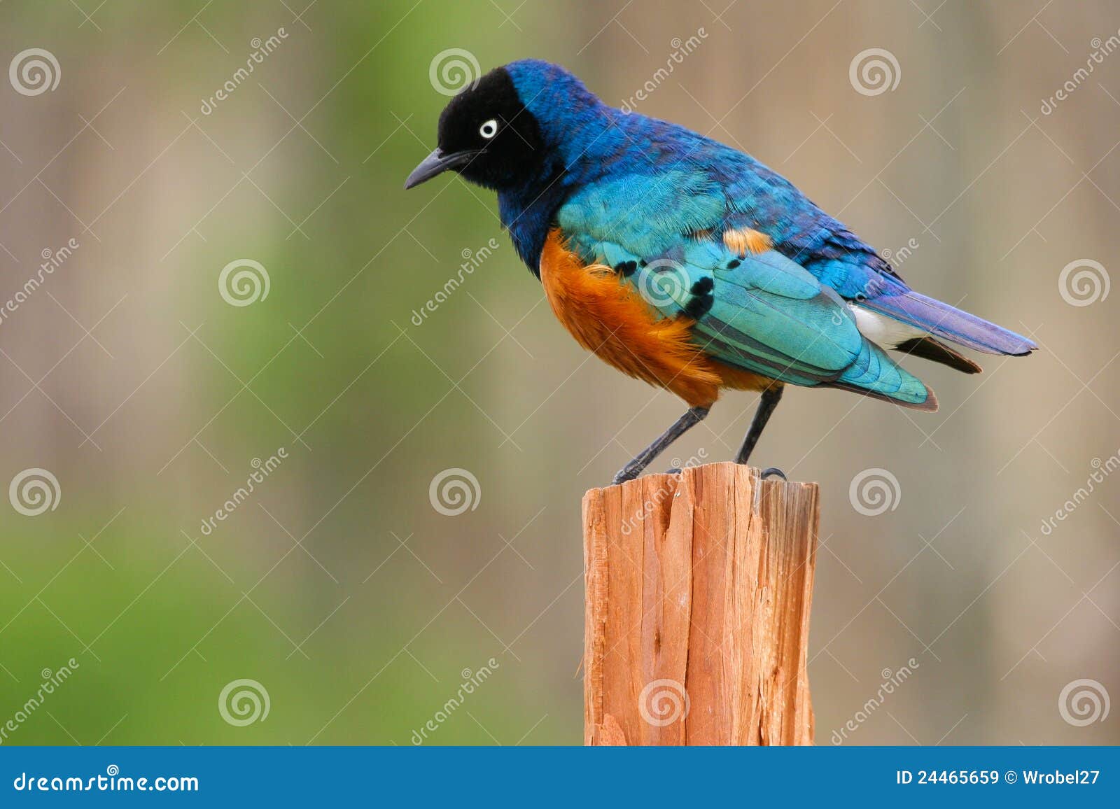 Colorful Superb Starling, Samburu, Kenya Stock Image - Image of blue ...