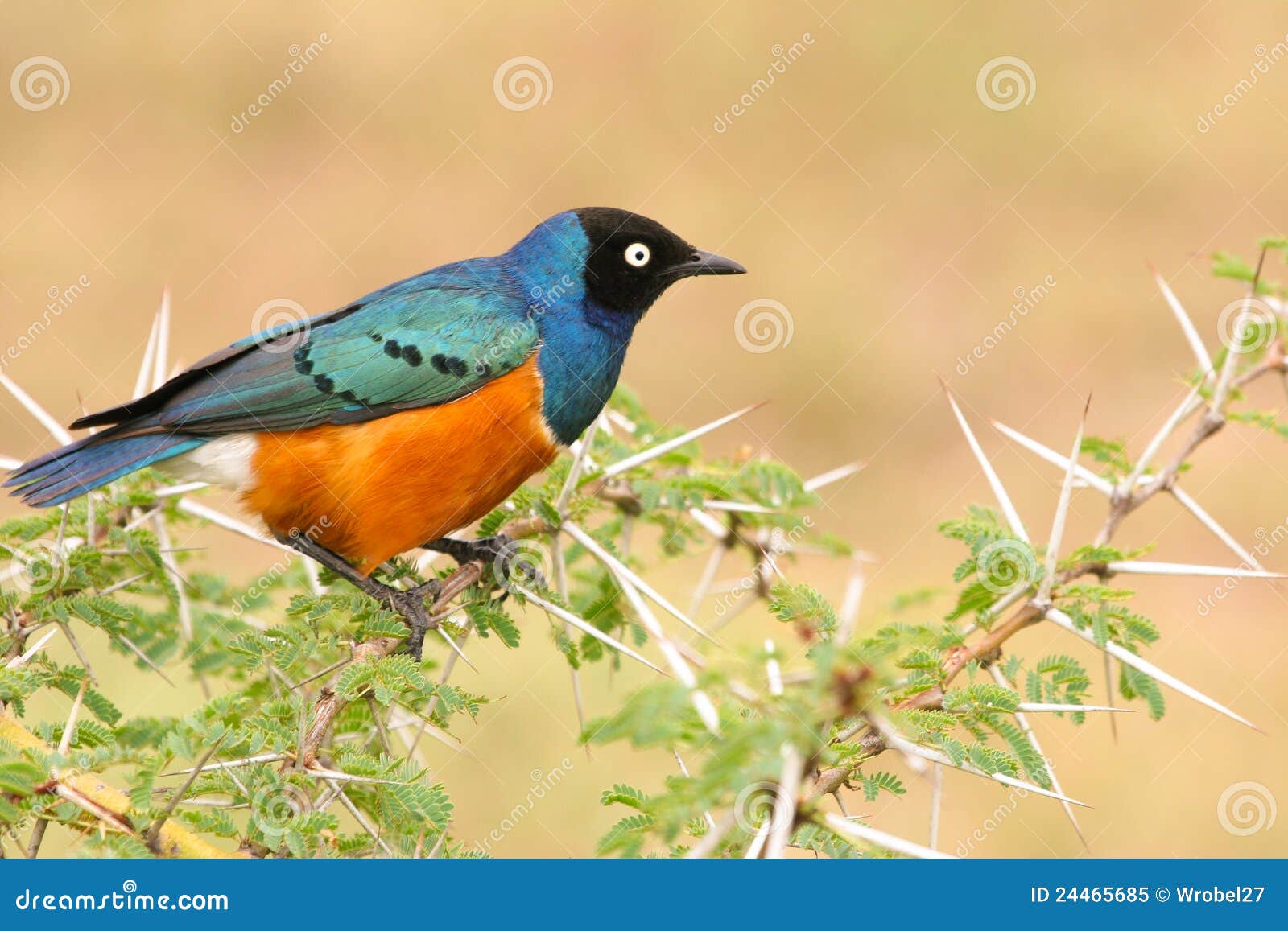 Colorful Superb Starling, Samburu, Kenya Stock Image - Image of ...
