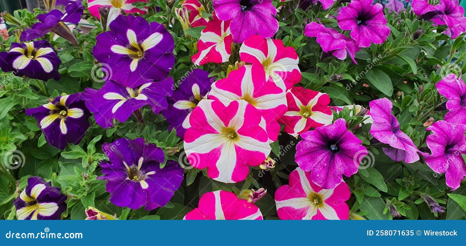 Colorful Surfinia Flowrs Blooming in the Daylight Stock Image - Image ...