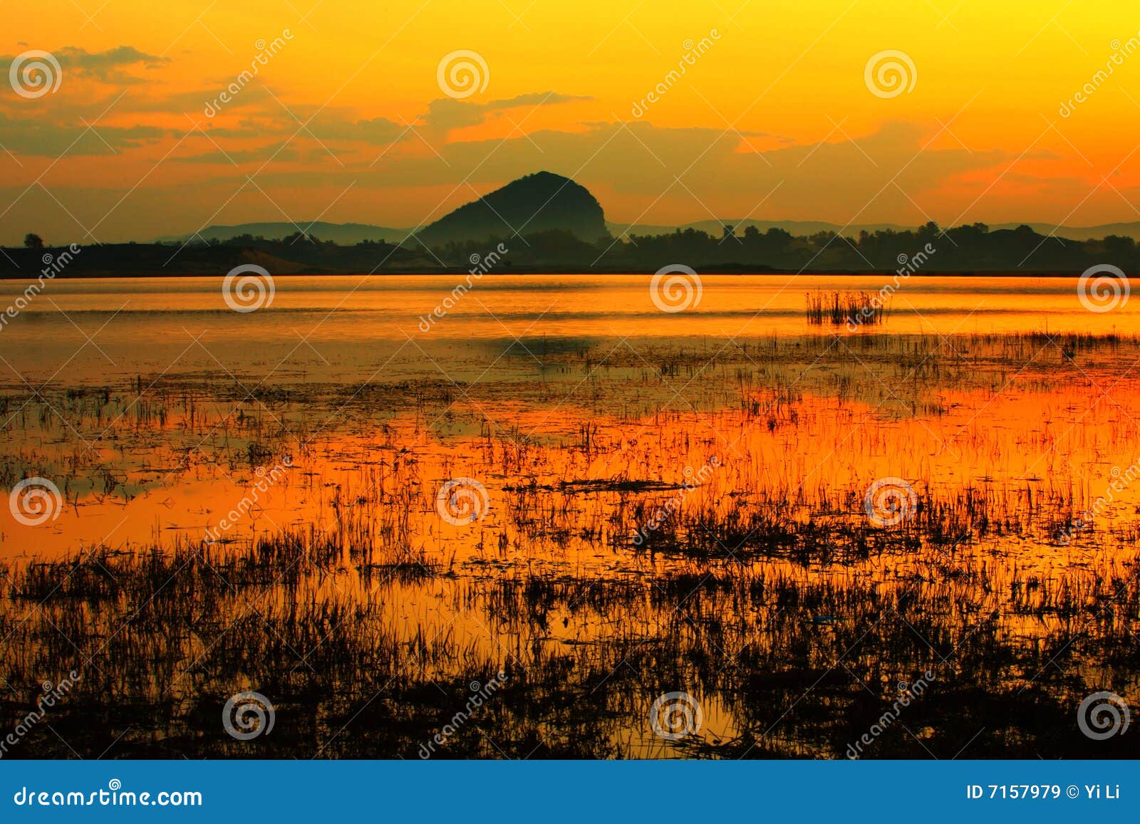 Colorful swamp stock image. Image of colorful, plants - 7157979