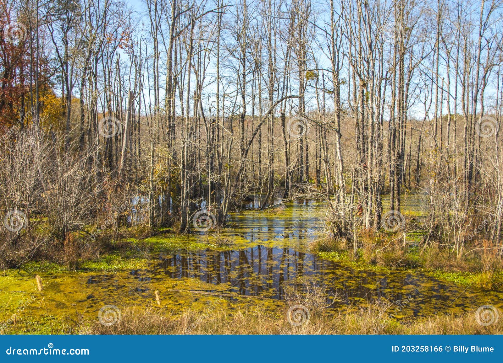 A Colorful Swampy Marsh and Trees in the Fall in Georgia Green Moss ...