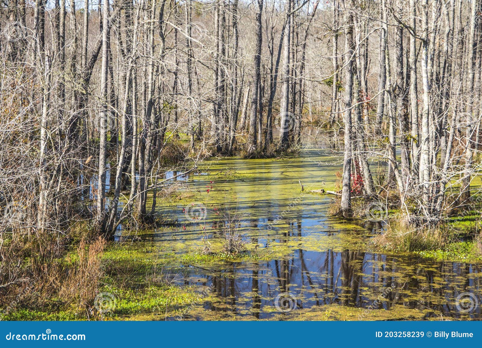 A Colorful Swampy Marsh and Trees in the Fall in Georgia Colorful River ...