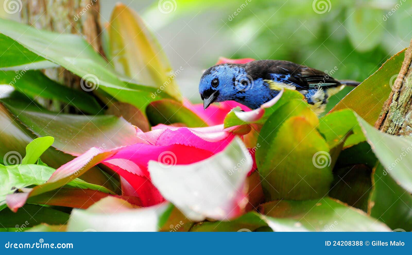 Colorful Tanager Bird stock photo. Image of closeups - 24208388